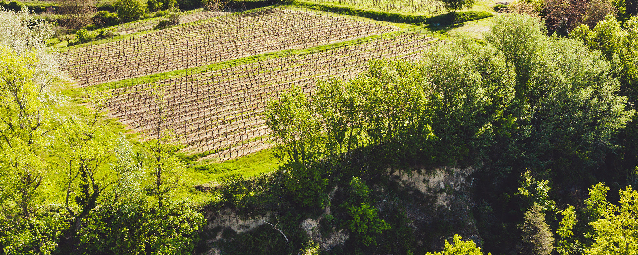 Germany – Daniel Lambert Wines